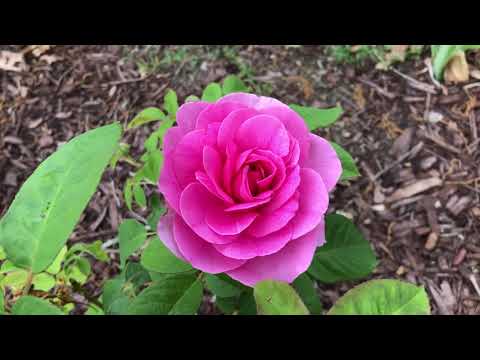 Garden Tour-David Austin and Kordes roses