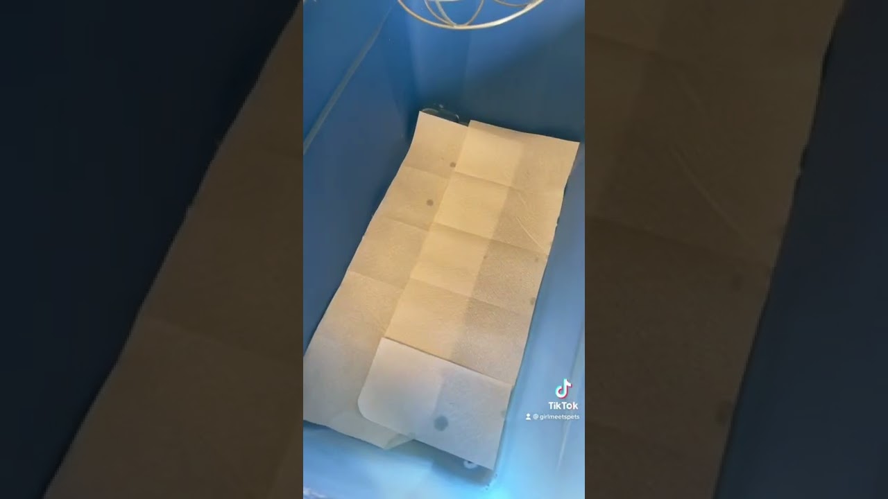 Cleaning Baby Chick Brooders!🐣