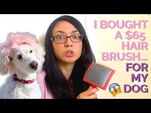 Best Brush for Goldendoodles - Chris Christensen Coral Brush Review
