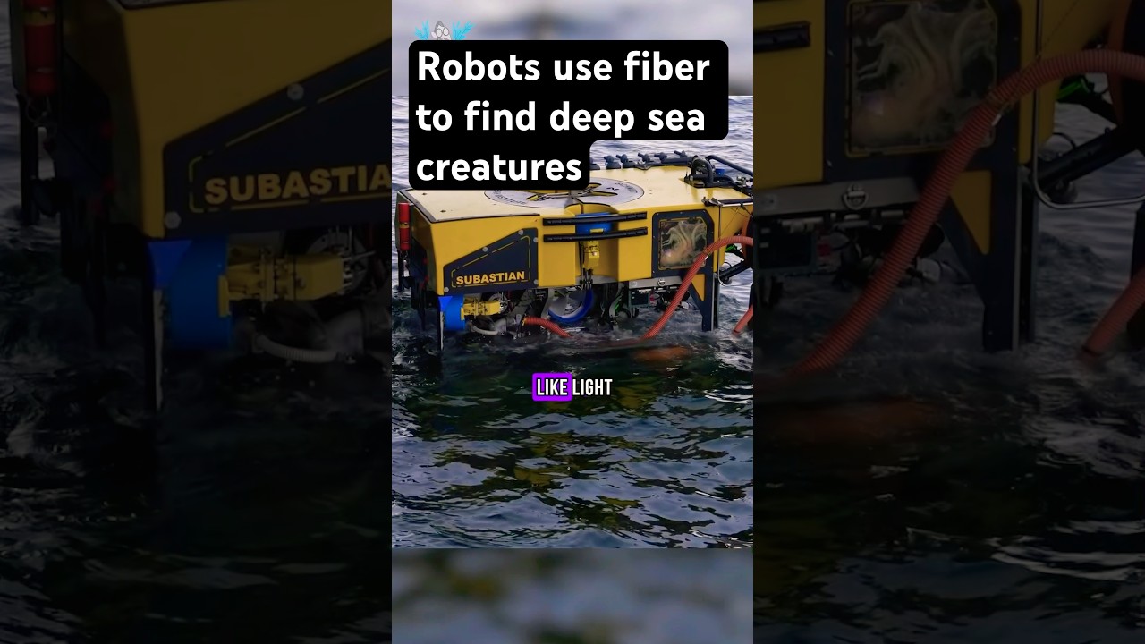 How deep sea robots discover new creatures without WiFi or 5G