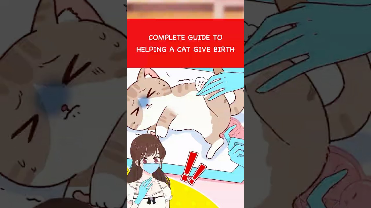 Complete Guide to Helping a Cat Give Birth