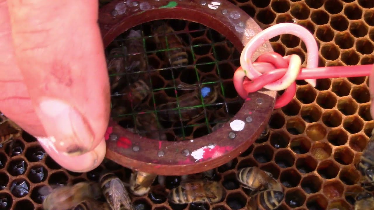 Finding and Marking Queen Bees