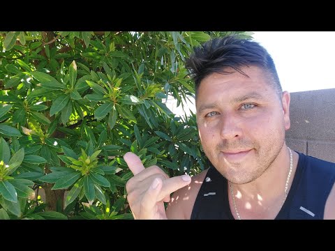 How To Save Dying Japanese Blueberry Tree With These Care Tips