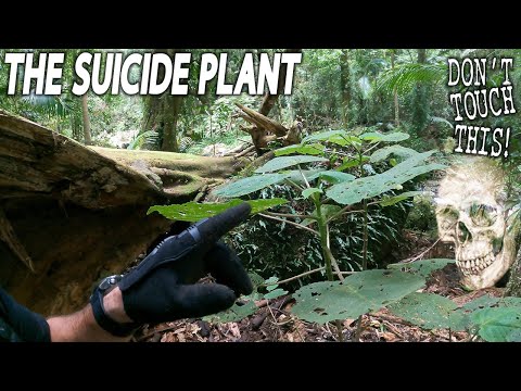 Australian "Suicide Plant" - Gympie Gympie // DON'T TOUCH IT!!