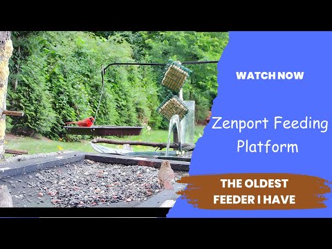 Zenport 2-in-1 Platform Bird Feeder Review: The Perfect Feeding Solution for Your Backyard Birds!