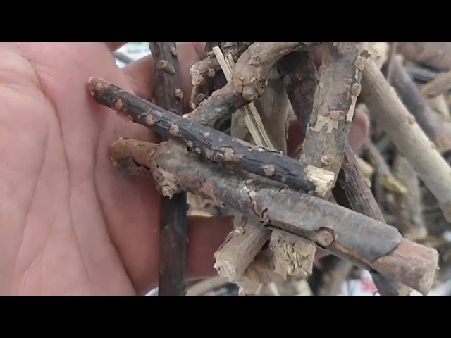 Herbal Roots - Asparagus Racemosus Roots Manufacturer from Neemuch