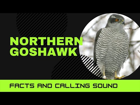 Northern Goshawk facts calling sound 🦅 inhabits temperate parts of the Northern Hemisphere
