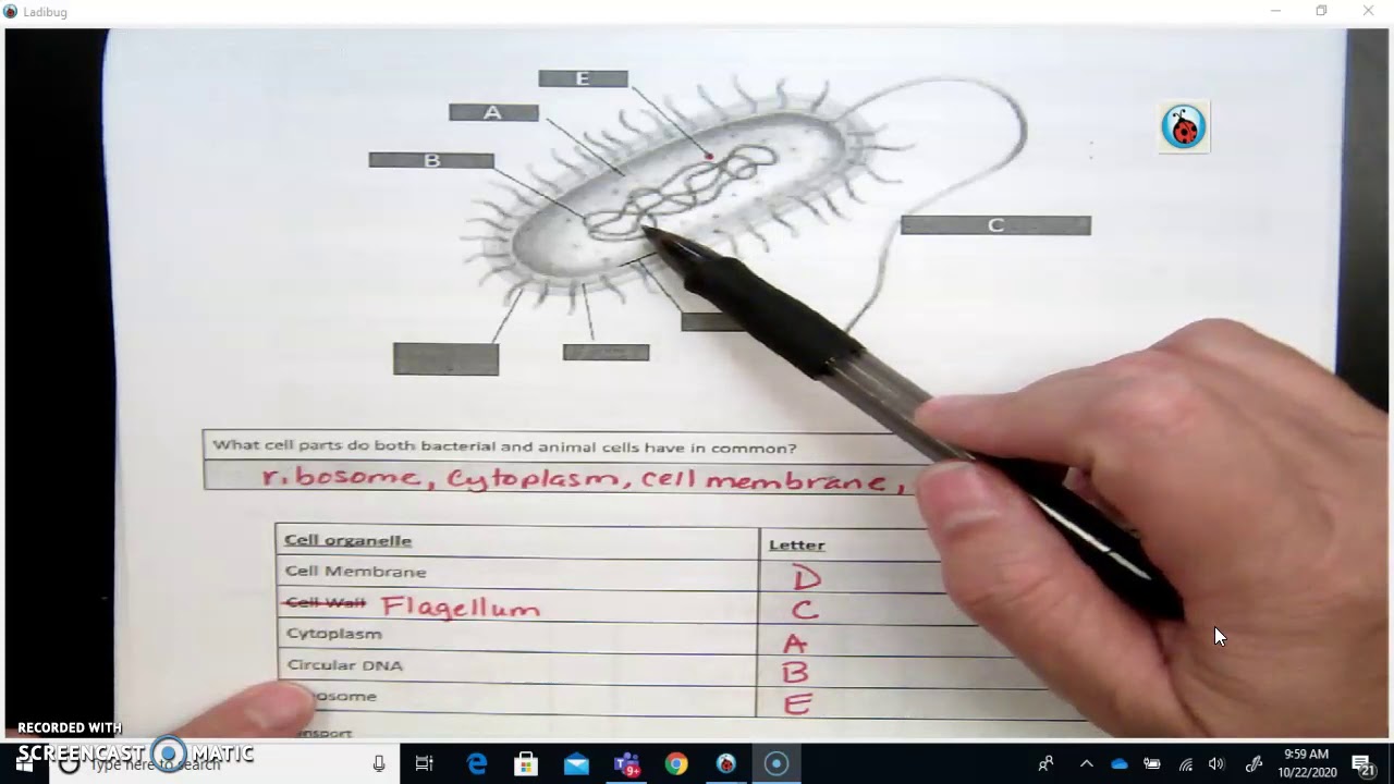 Biology Benchmark 1 Study Guide