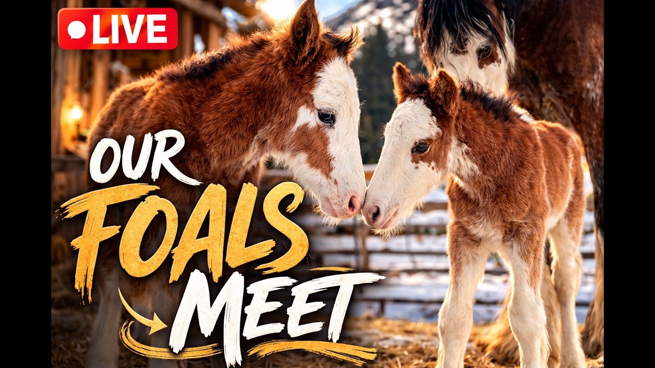 Cleopatra Meets Olympia | Our Two New Clydesdale Fillies Meet for the First Time (LIVE)