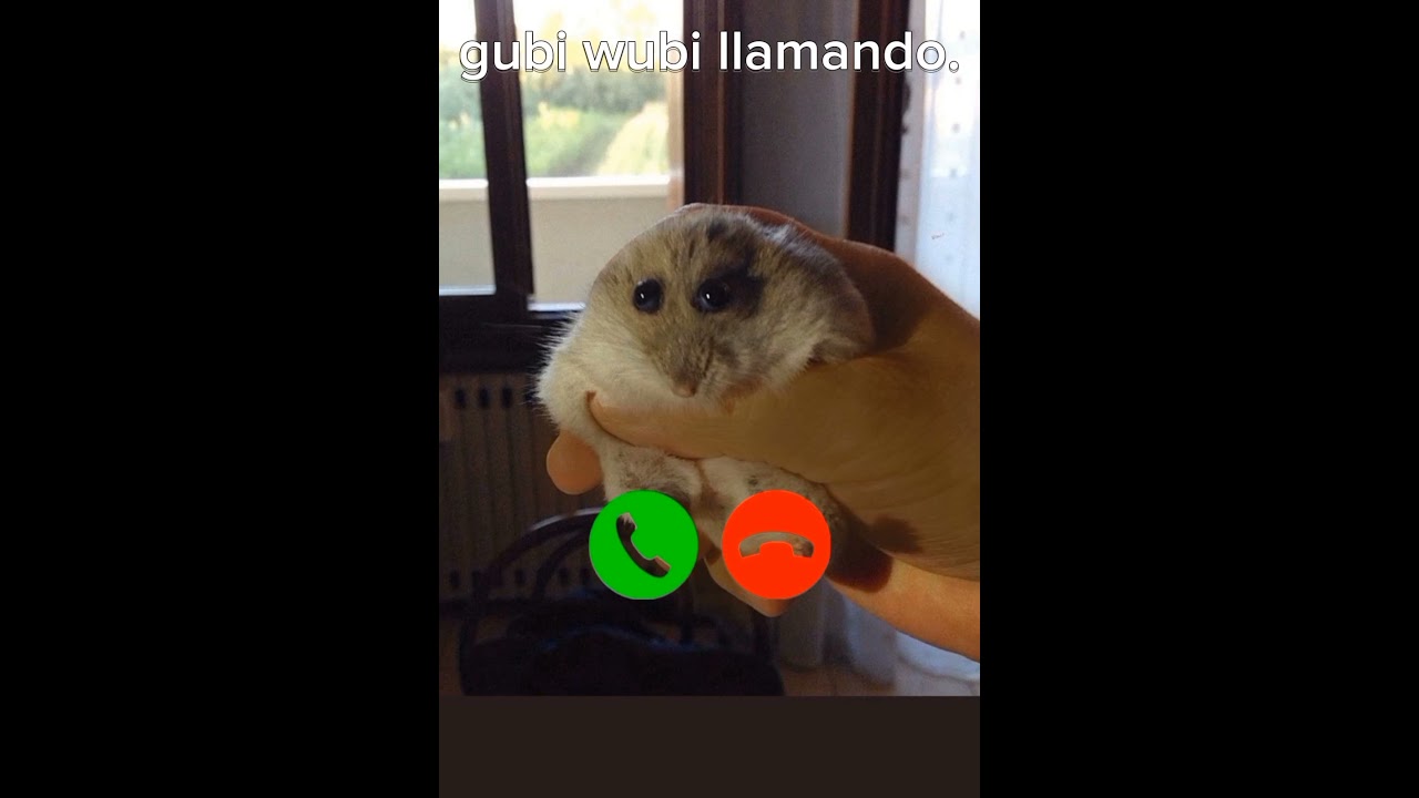 gubi wubi llamando #shorts #humor #meme #xd #video #jajaja