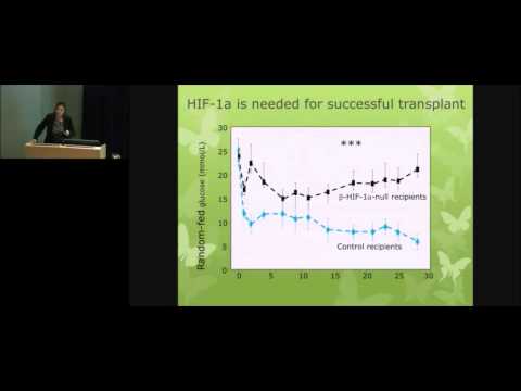 Type 1 Diabetes and Islet Transplantation