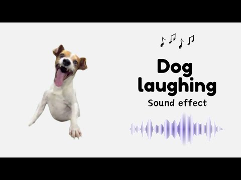 Dog laughing meme Sound Effect | Soundboard Link π½π½