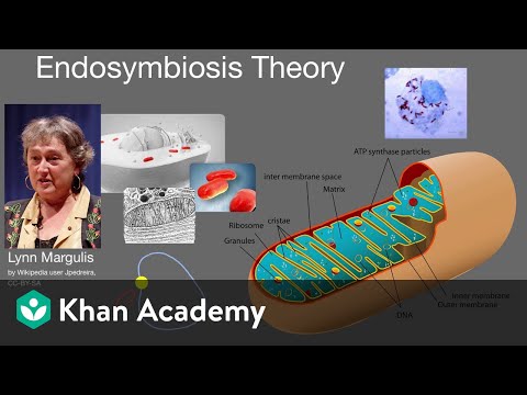 Endosymbiosis theory (video) | Khan Academy