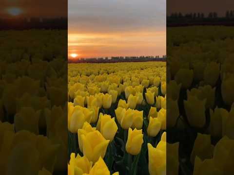 Sunrise at a Yellow Tulips field in Amsterdam! Have you been to #Netherlands before? #viral #nature