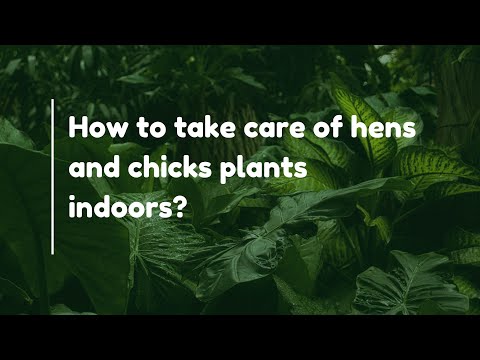 How to take care of hens and chicks plants indoors?
