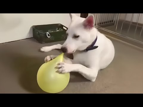 These funny dogs will make you laugh till you drop π Funny Dog Videos 2025