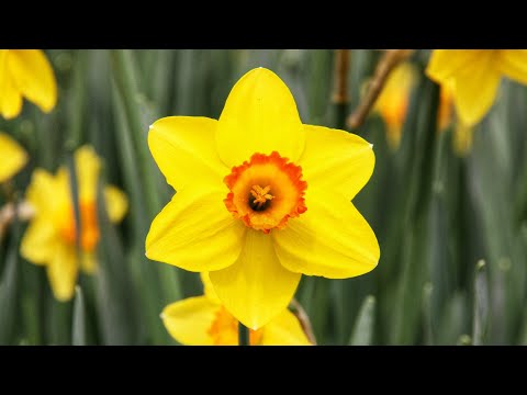 SCIENTIFIC NAME : Daffodil Flower