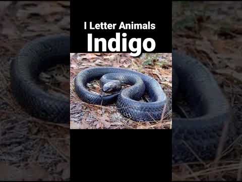 Animals Names Start With I !!Animals Names With Images!! I Letter Animals @sakala-multicolours.