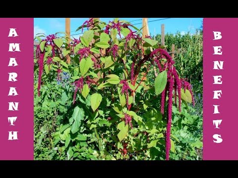 Benefits of Amaranth Leaves