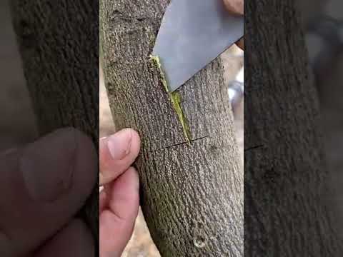 Grafting an Orange ๐ tree to a Lemon๐ Tree