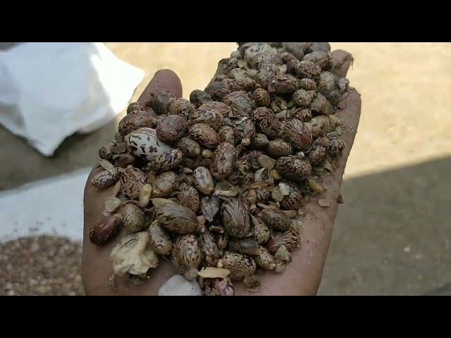 Oil Seeds - Natural Taramira Seeds Manufacturer from Neemuch