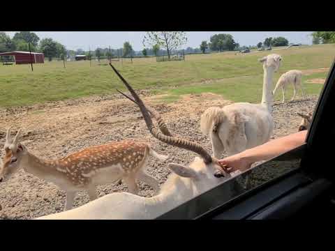 TENNESSEE SAFARI PARK
