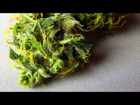 COLORADO HARVEST COMPANY ~ AD 1