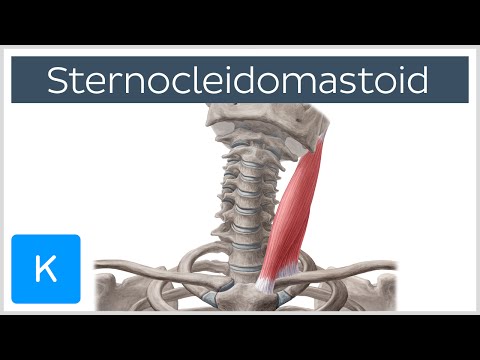 Sternocleidomastoid Muscle: Function & Anatomy - Human Body | Kenhub