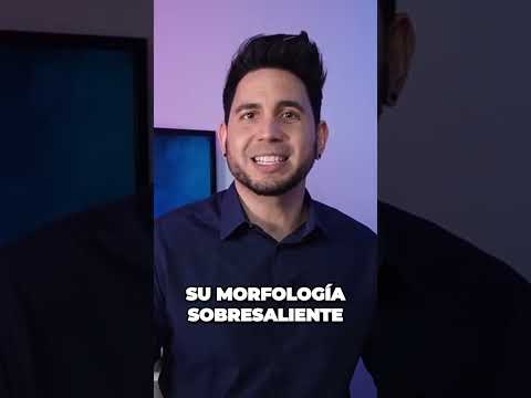 El curioso origen de la expresión española "tener mucho morro" #short