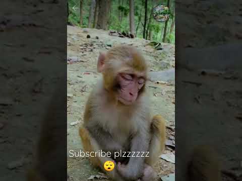 GOOD MORNING 😂😅😅🤣🤣/dubbing video //funny monkey morning #monkey #shortsfeed #shorts
