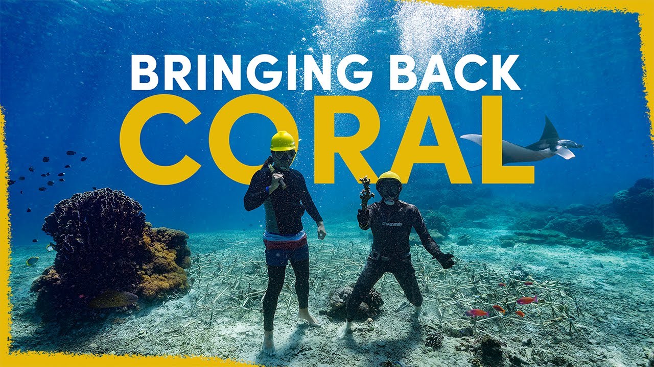 We're restoring a dying coral reef - here's how