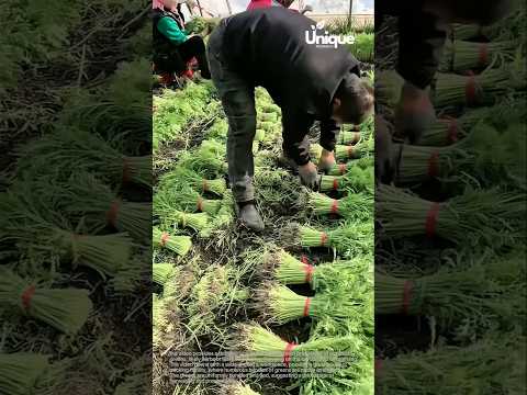 Efficient post-harvest processing of fresh greens
