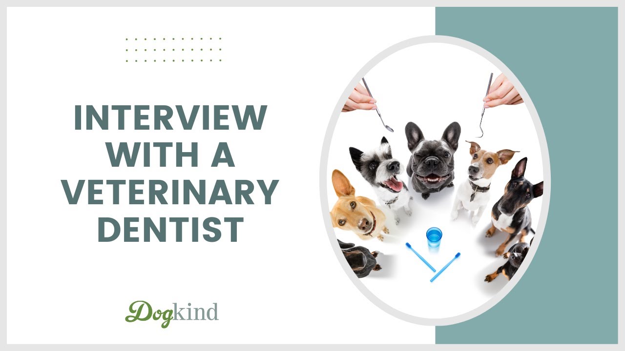 Interview with a veterinary dentist
