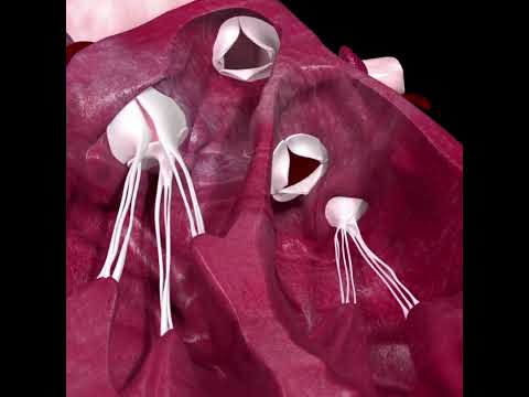 Anatomy and Function of the Heart Valves