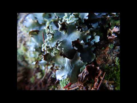 Black Stone Flower - Stone Flower Latest Price, Manufacturers & Suppliers