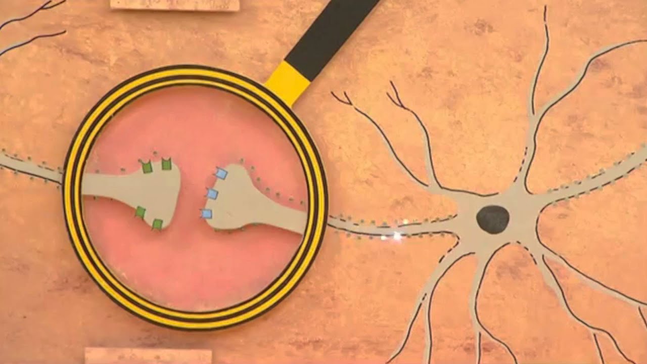 Comment le cannabis agit-il sur les neurones ? - C'est Pas Sorcier