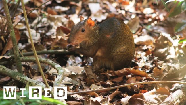 Meet the Agouti, the Giant Yet Lovable Rodent of the Amazon | WIRED