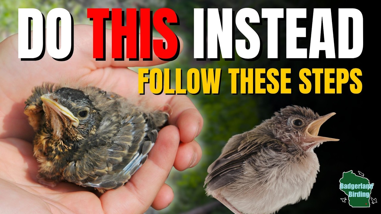 Found A Baby Bird? DON'T DO THIS!