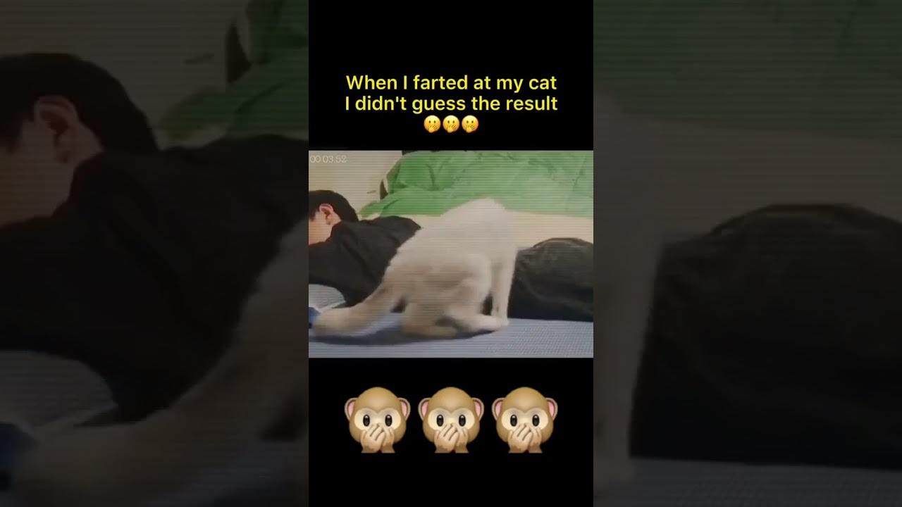 Fart on cat face 💨💨#shorts #funnyvideo #cute #cutecats