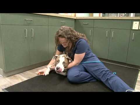 Hebron Animal Hospital: Top Rated Hebron Veterinarians