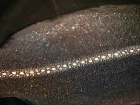 Exotic Leather Explained In Detail – Best Exotic Leather