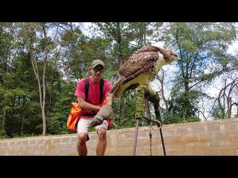 Creance Training-Falconry