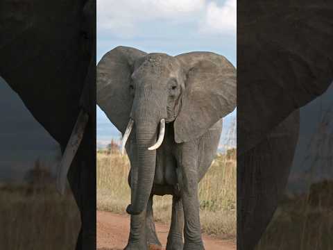 How to write Kanji of elephant ? Learn Japanese