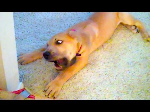 GREAT DANE PUPPY ATTACKS DOOR STOPPER! | SHAYTARDS Rebellionites