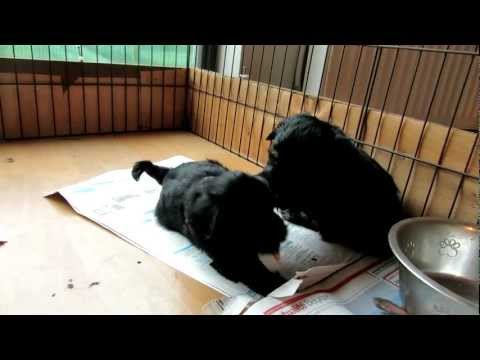 Lola - Tibetaanse Terriër pup - "La Vallée Céleste"