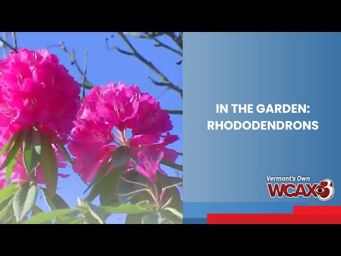 In The Garden: Rhododendrons