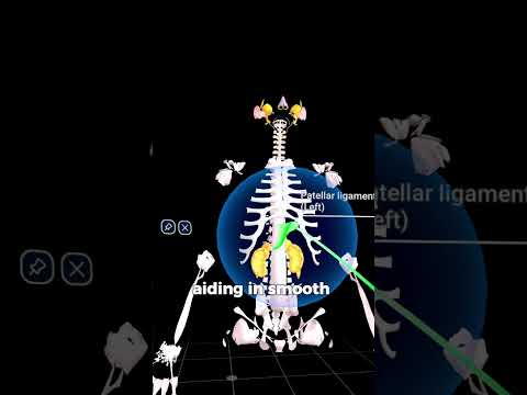 Patellar Ligament #shorts #humananatomy #vr #medicalstudent #facts