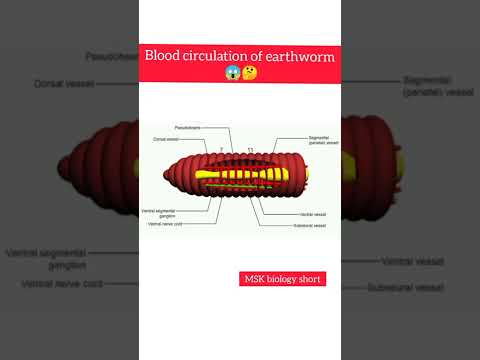 blood circulation of earthworm 🤔😱 #MSK Biology #shorts