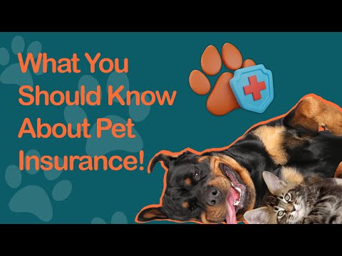 How Does Pet Insurance Work At Beacon Vet Hospital?