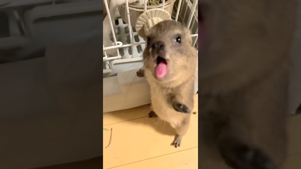 Hyrax being silly, sticking out his tongue in surprise #hyrax #cute #baby #animal #silly #funny